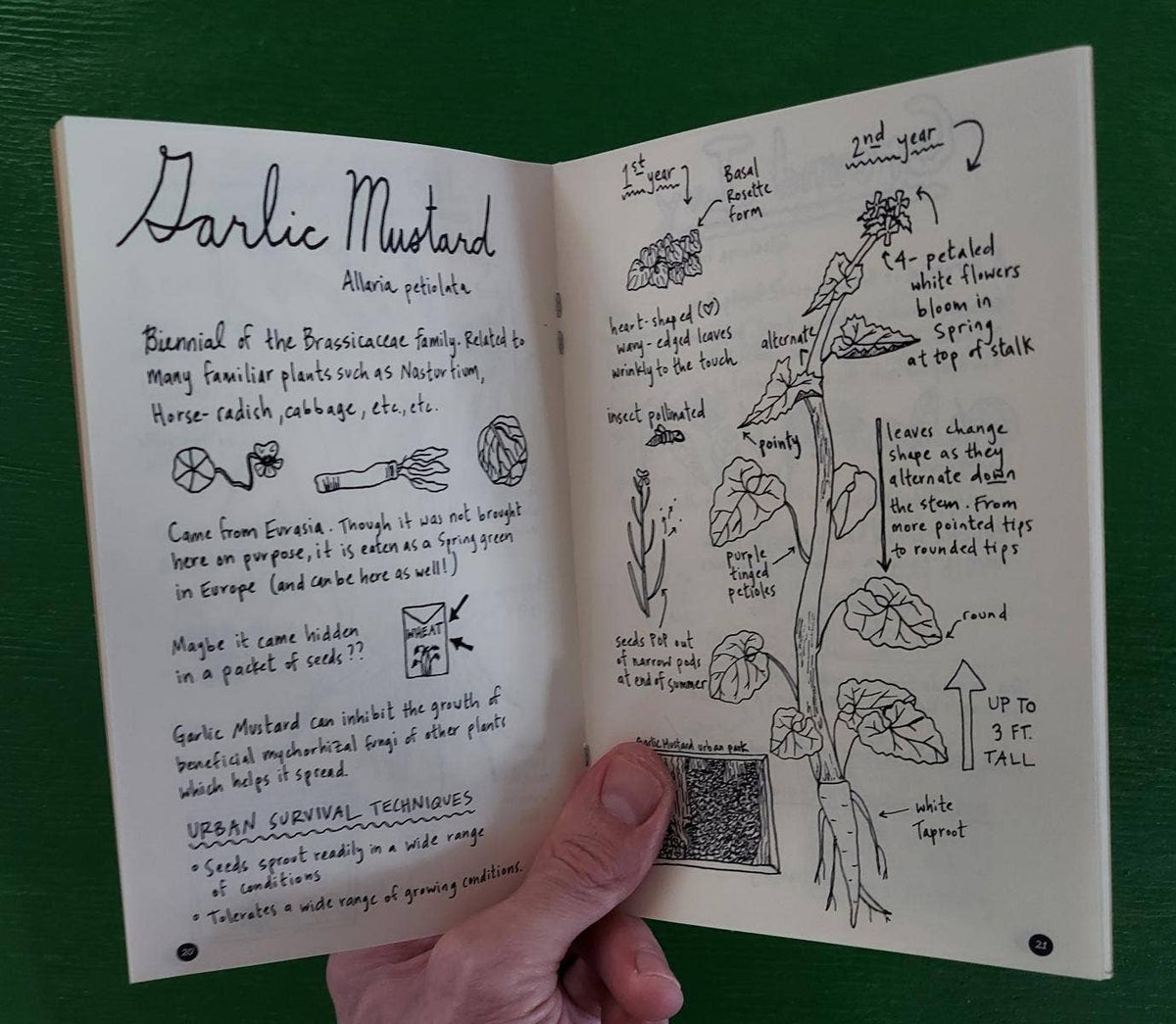 Urban Field Guide to the Herbs in Your Path Zine – Mutual Adoration + POST