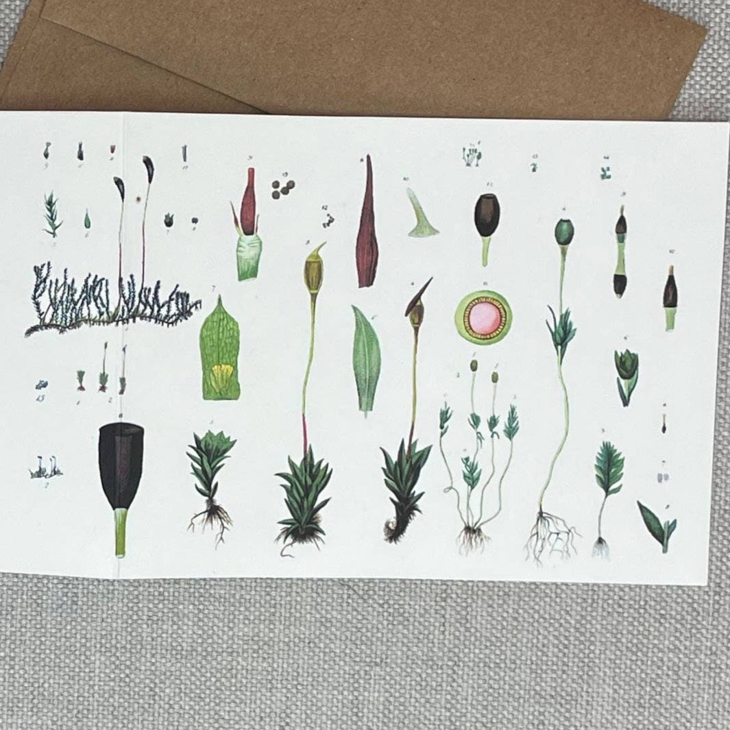 Moss Greeting Card – Mutual Adoration + POST