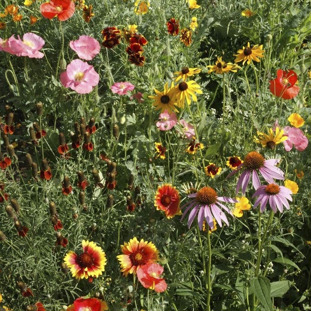 Wildflower Scatter Garden – Mutual Adoration + POST